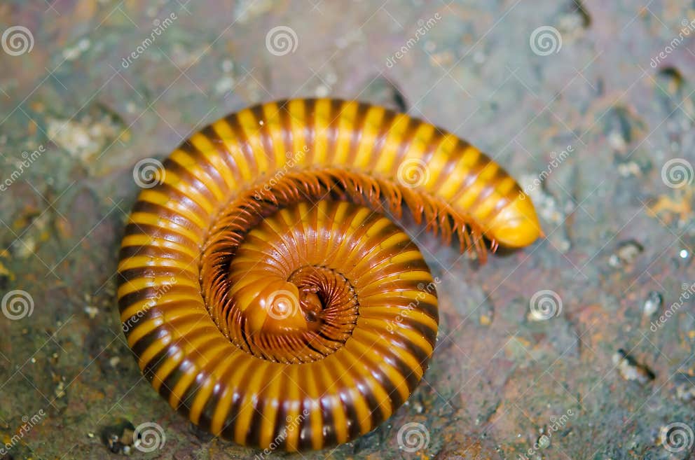 Closeup of a millepede stock photo. Image of nature, phobia - 24146386