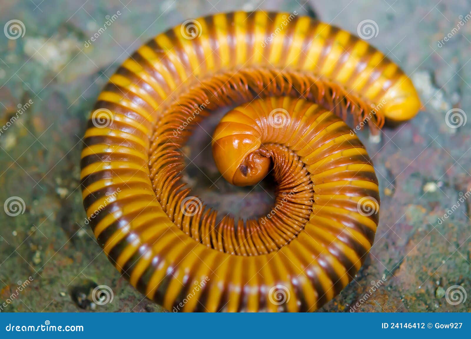 Closeup of a millepede stock photo. Image of disgust - 24146412