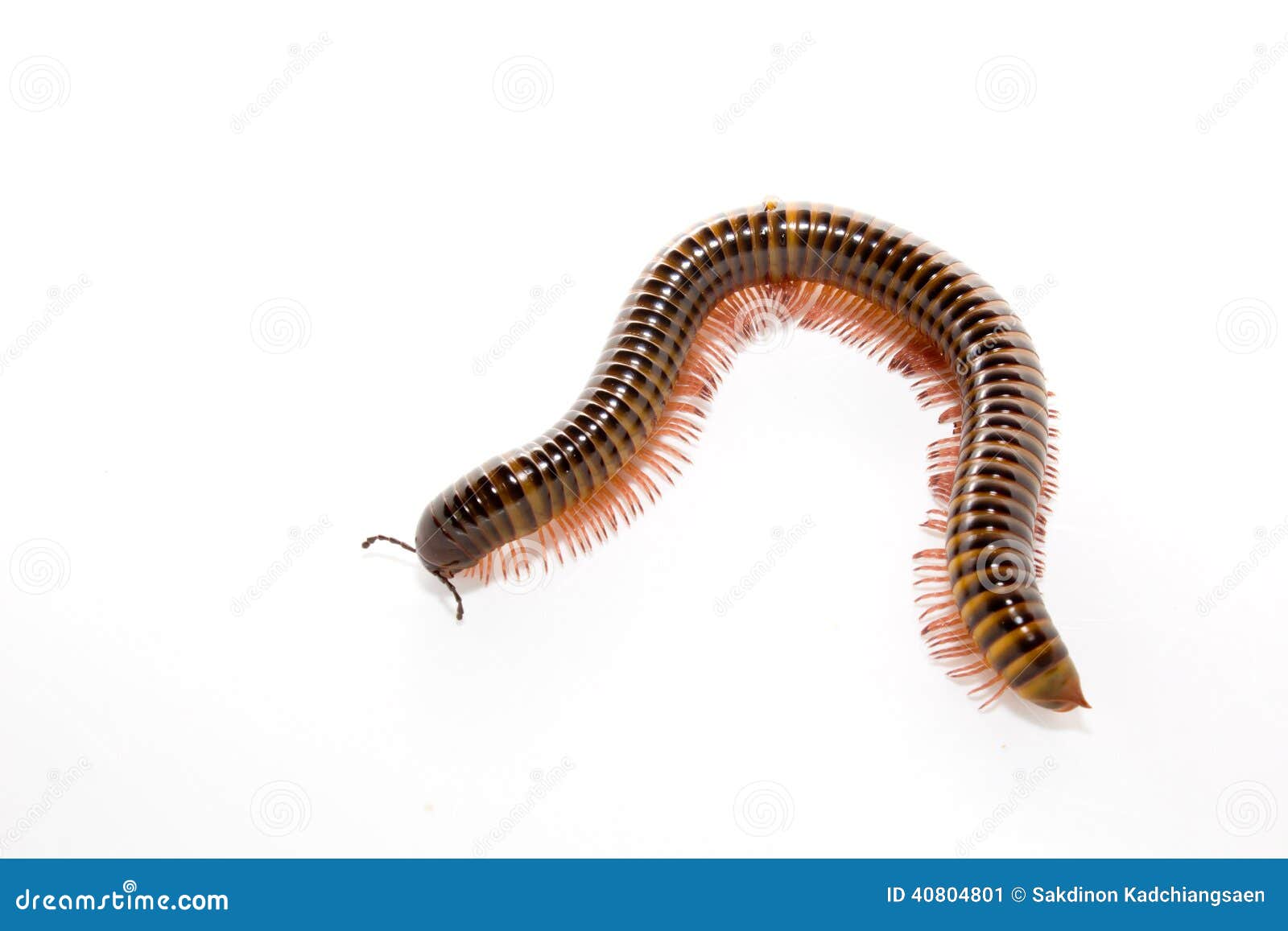 168 Red Millepede Stock Photos - Free & Royalty-Free Stock Photos from ...