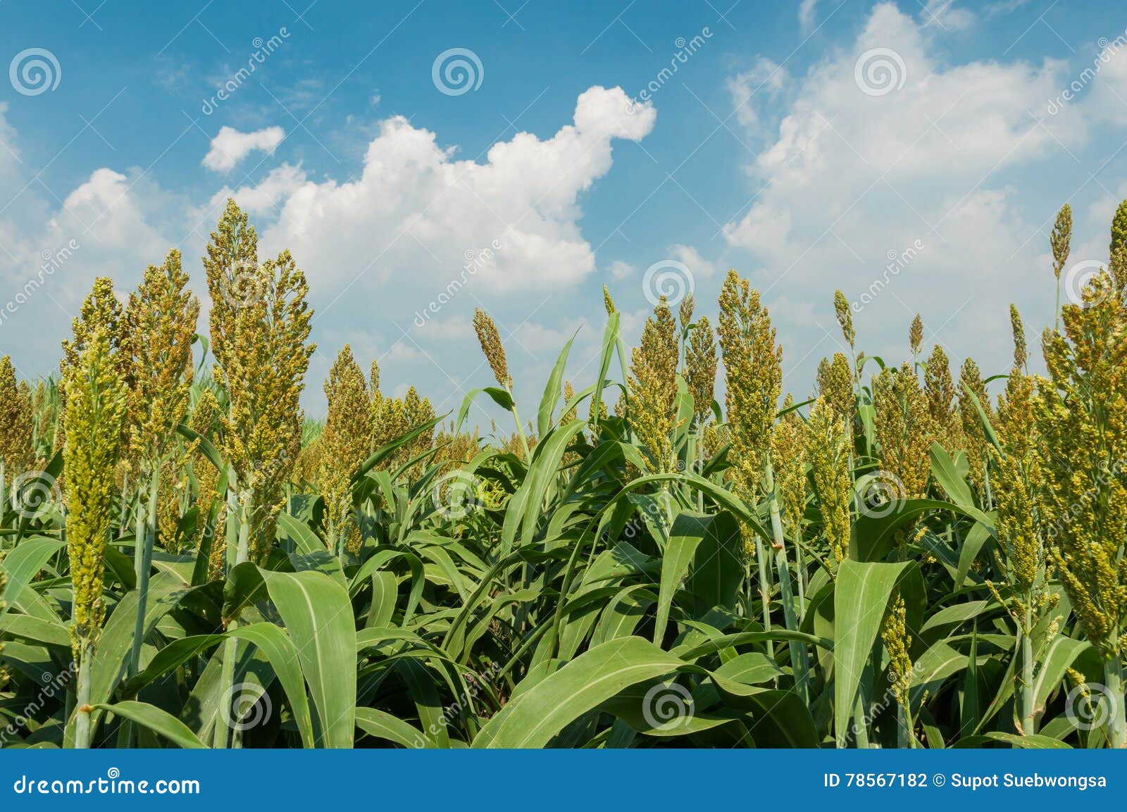 Closeup Millet field stock photo. Image of nature, crop - 78567182