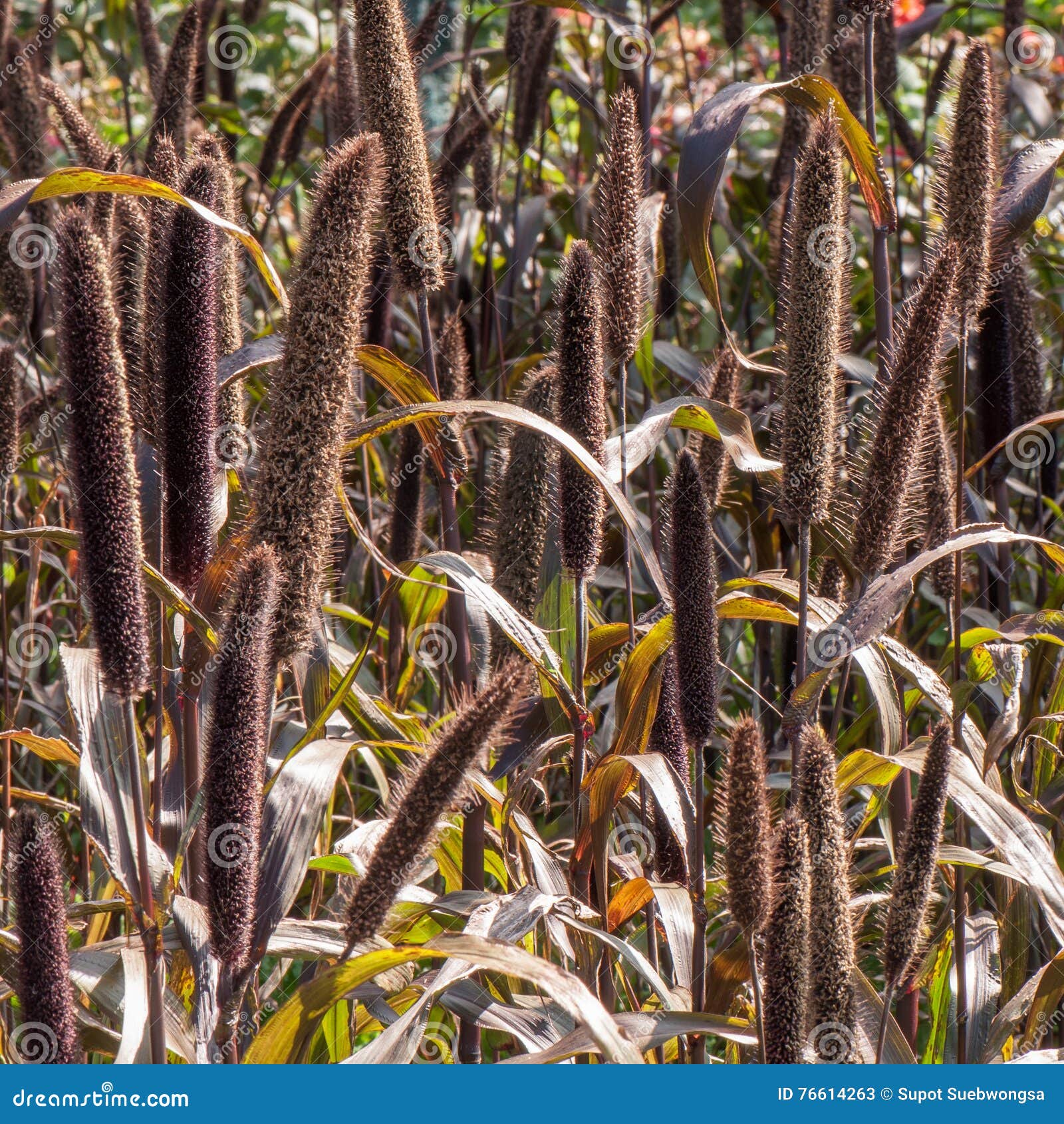 Closeup Millet flower stock image. Image of landscape - 76614263