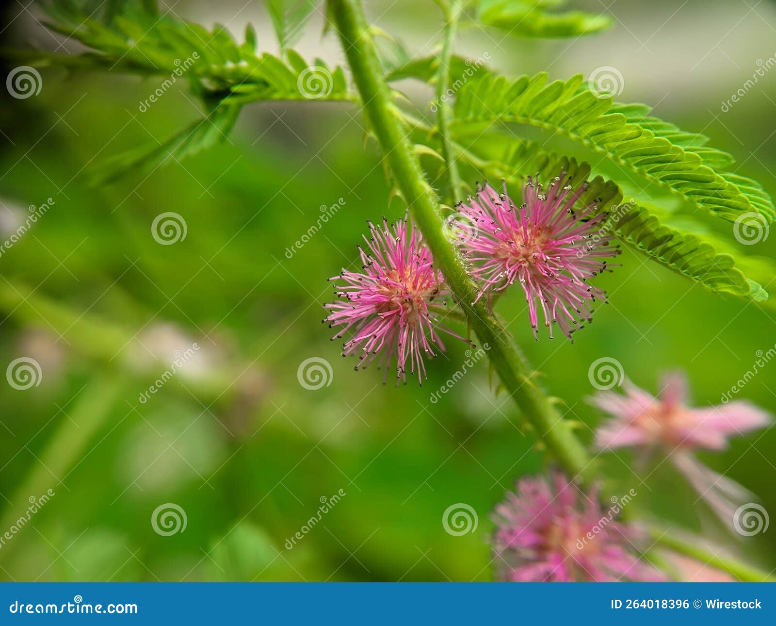 Mimosa Diplotricha Is An Invasive Plant. Royalty-Free Stock Photography ...