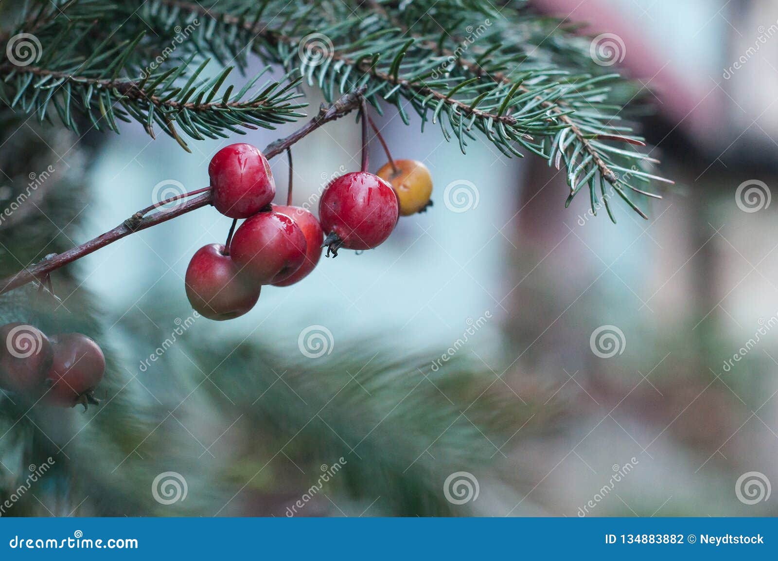 Mini Decoratives Stock Photos - Free & Royalty-Free Stock Photos from ...