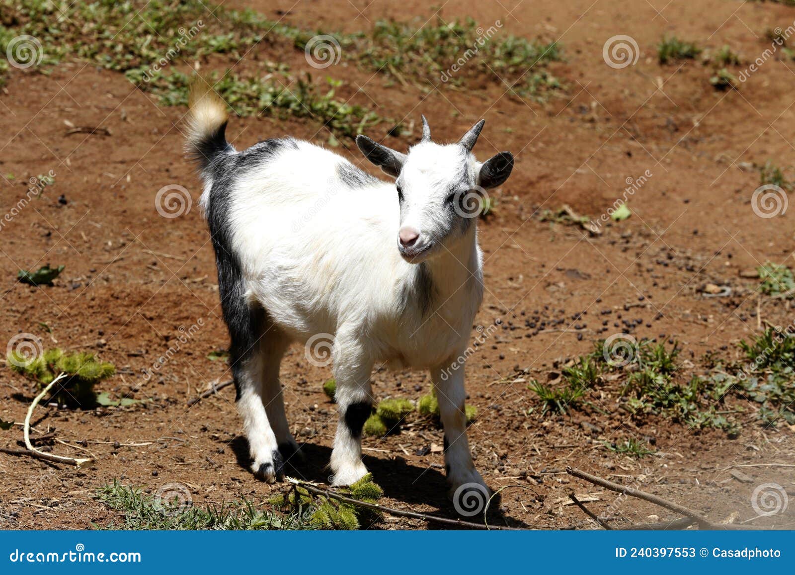 One Mini Goat, Two Mini Goats Royalty-Free Stock Photo | CartoonDealer ...