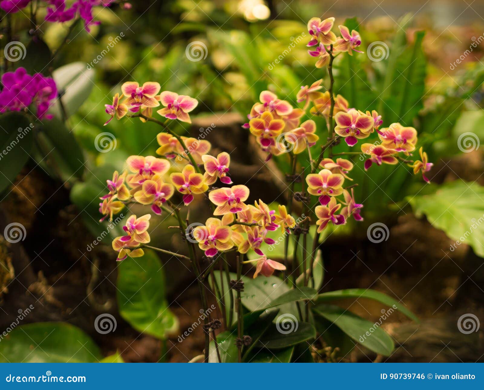 Closeup of Mini Phalaenopsis Orchid Flower Stock Photo - Image of ...