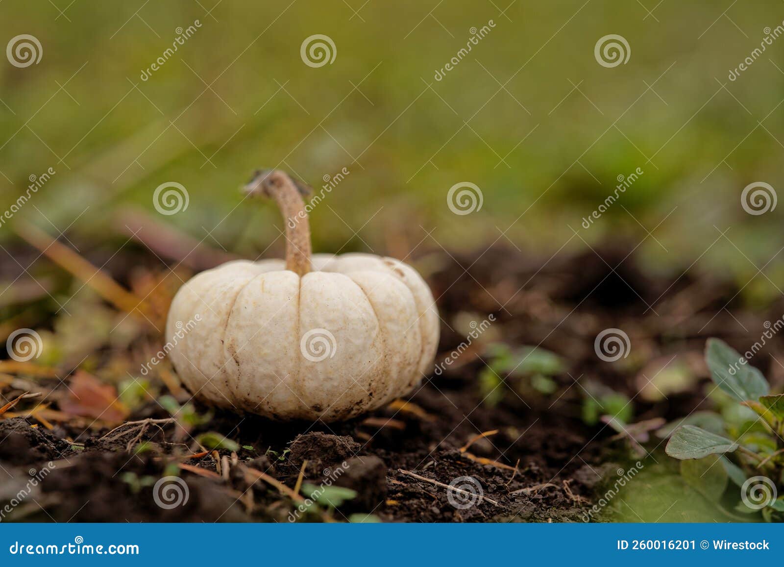 Closeup of Mini White Pumpkin Growing in the Garden Stock Image - Image ...