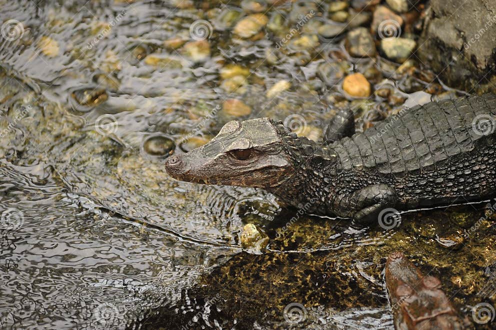 Closeup of Miniature Alligators Stock Photo - Image of animal ...