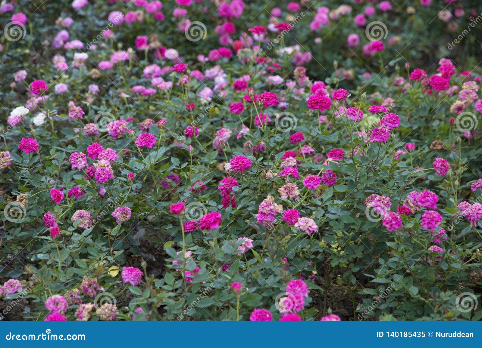 Closeup of Miniature Rose in the Garden, Selective Focus Stock Image ...