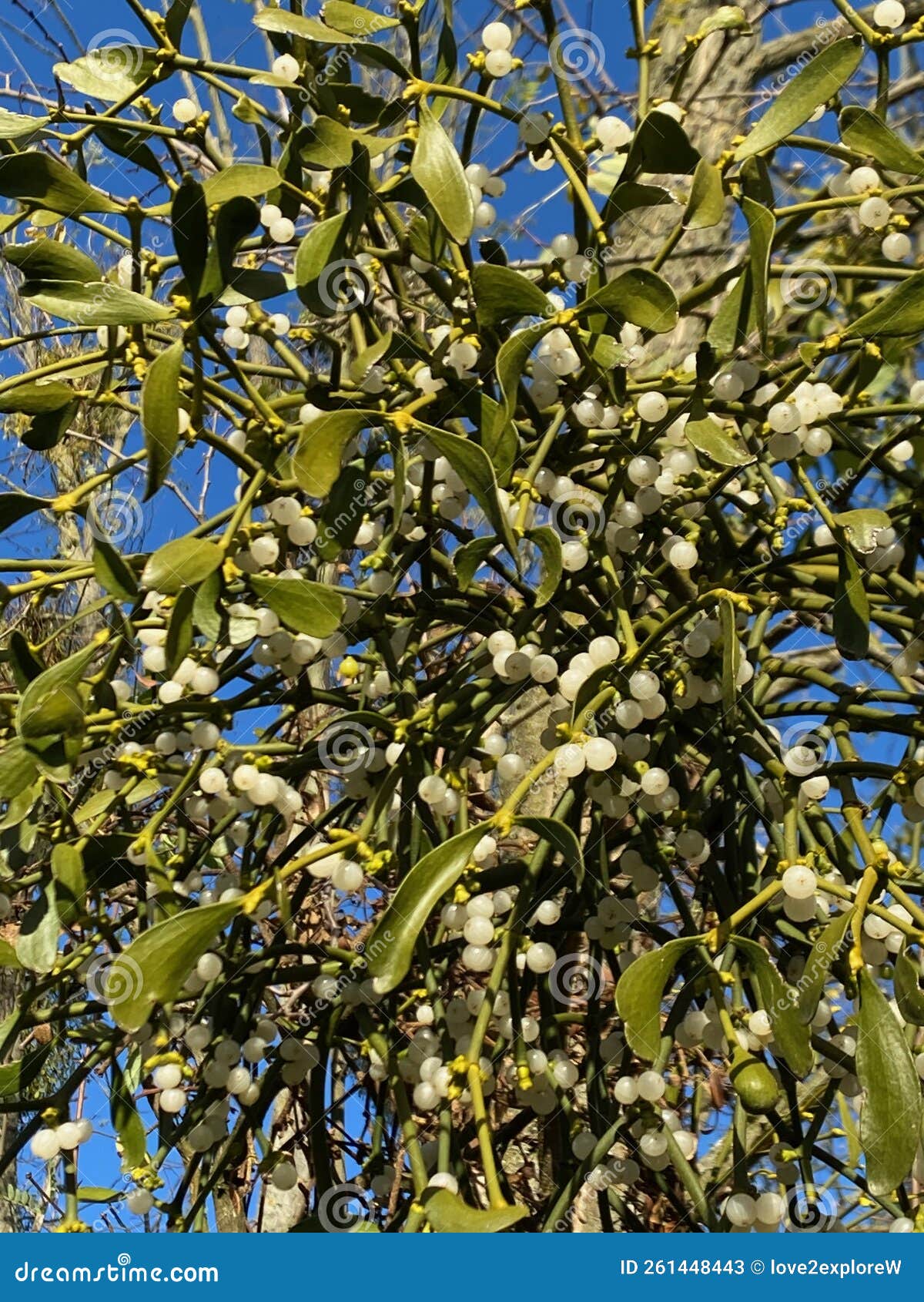 Mistletoe Ball with Berries Stock Image - Image of nature, close: 261448443