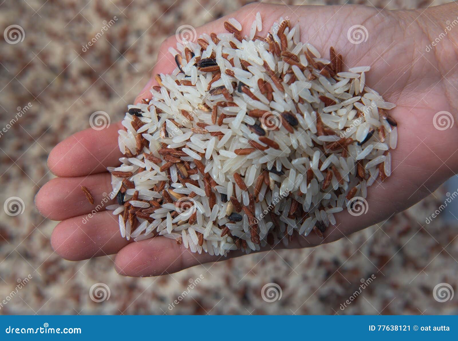 Closeup Mixed White and Brown Rice, Colorful Rice Grain in Hand Stock ...