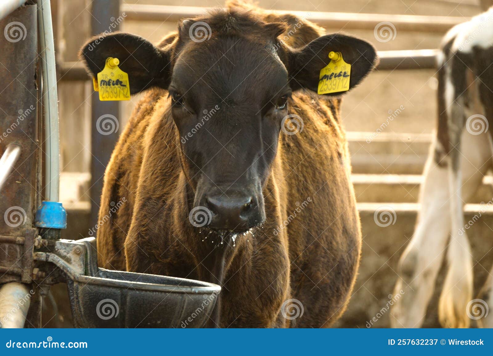 Closeup of a Modern Cow Barn with Livestock Stock Image - Image of barn ...