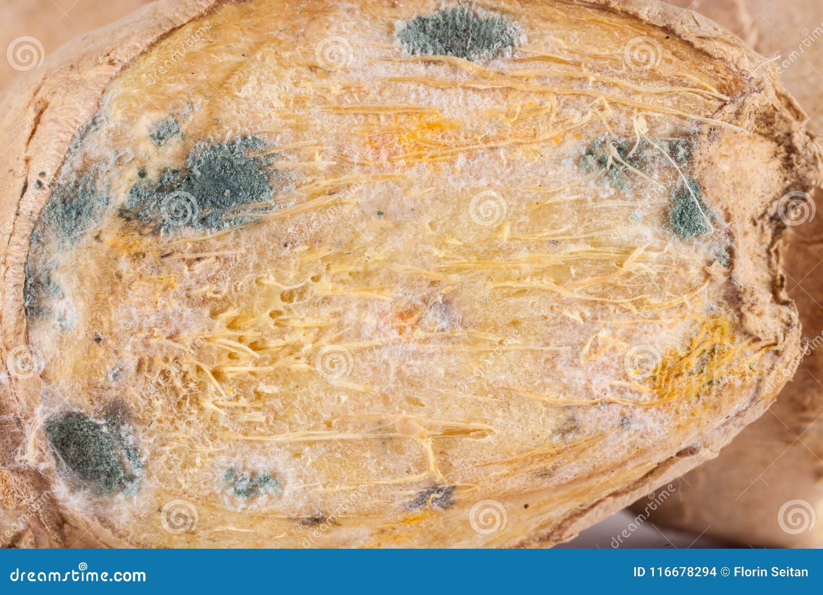 Moldy Ginger Stock Photos - Free & Royalty-Free Stock Photos from ...