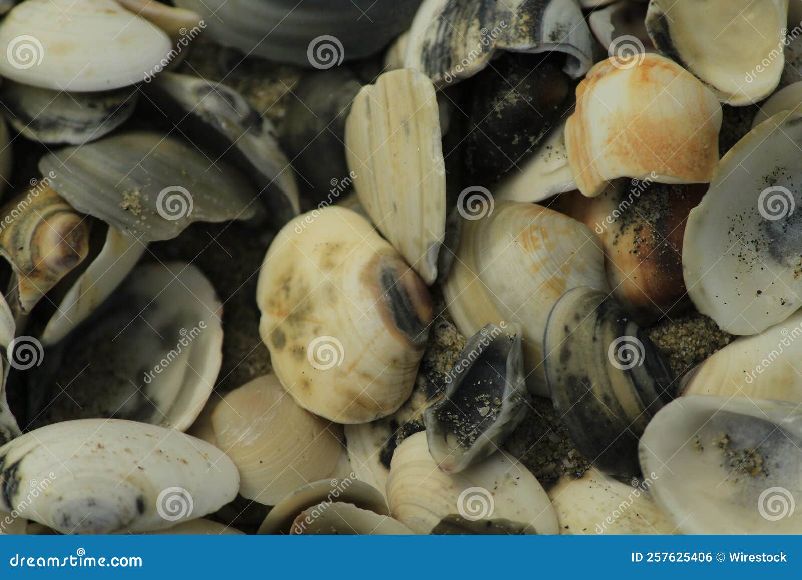 Closeup of Mollusc Shells for Cool Background Stock Photo - Image of ...