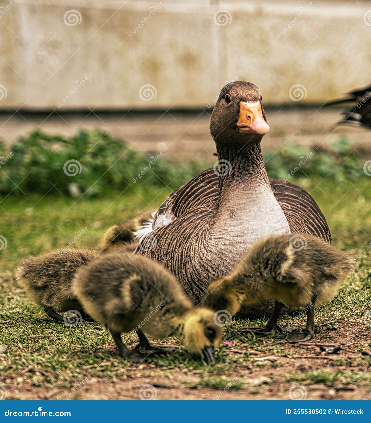 Closeup of a Mom Duck with Its Ducklings on Grass Stock Photo - Image ...