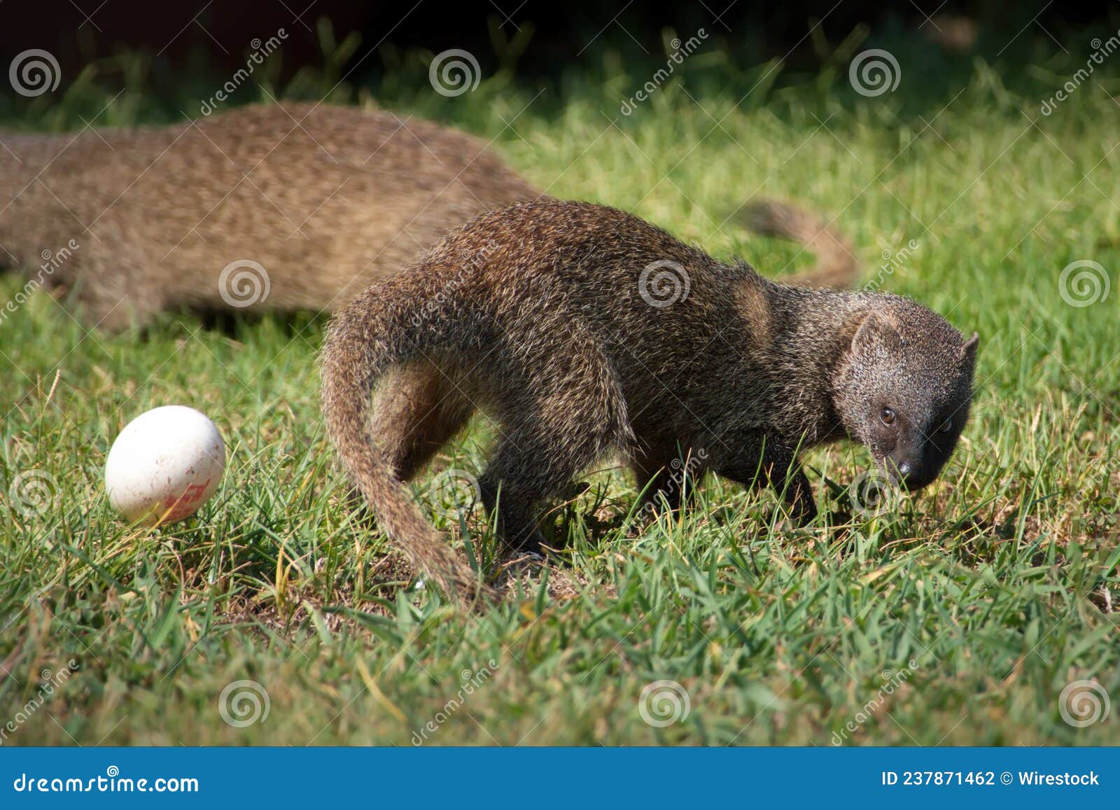 Closeup of a Mongoose and an Egg on the Ground in a Forest in Israel ...