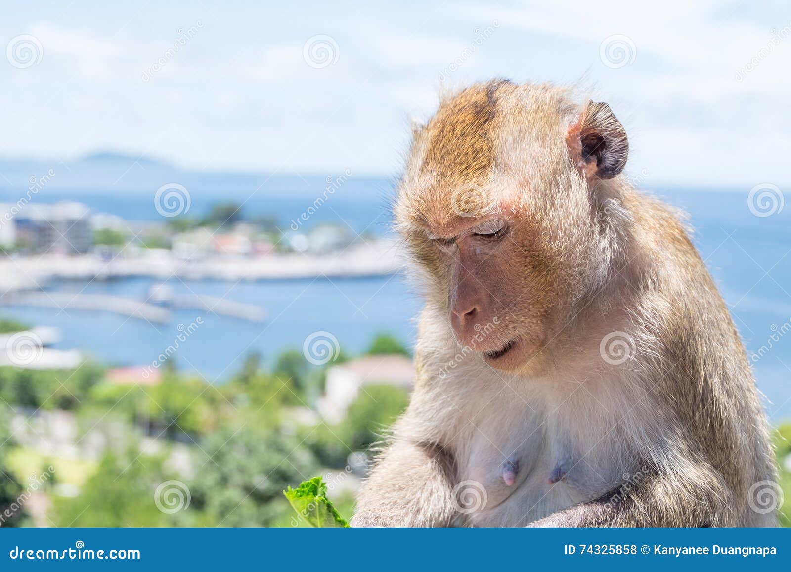 Closeup Monkey Eating Vegetable. Stock Photo - Image of world, cute ...