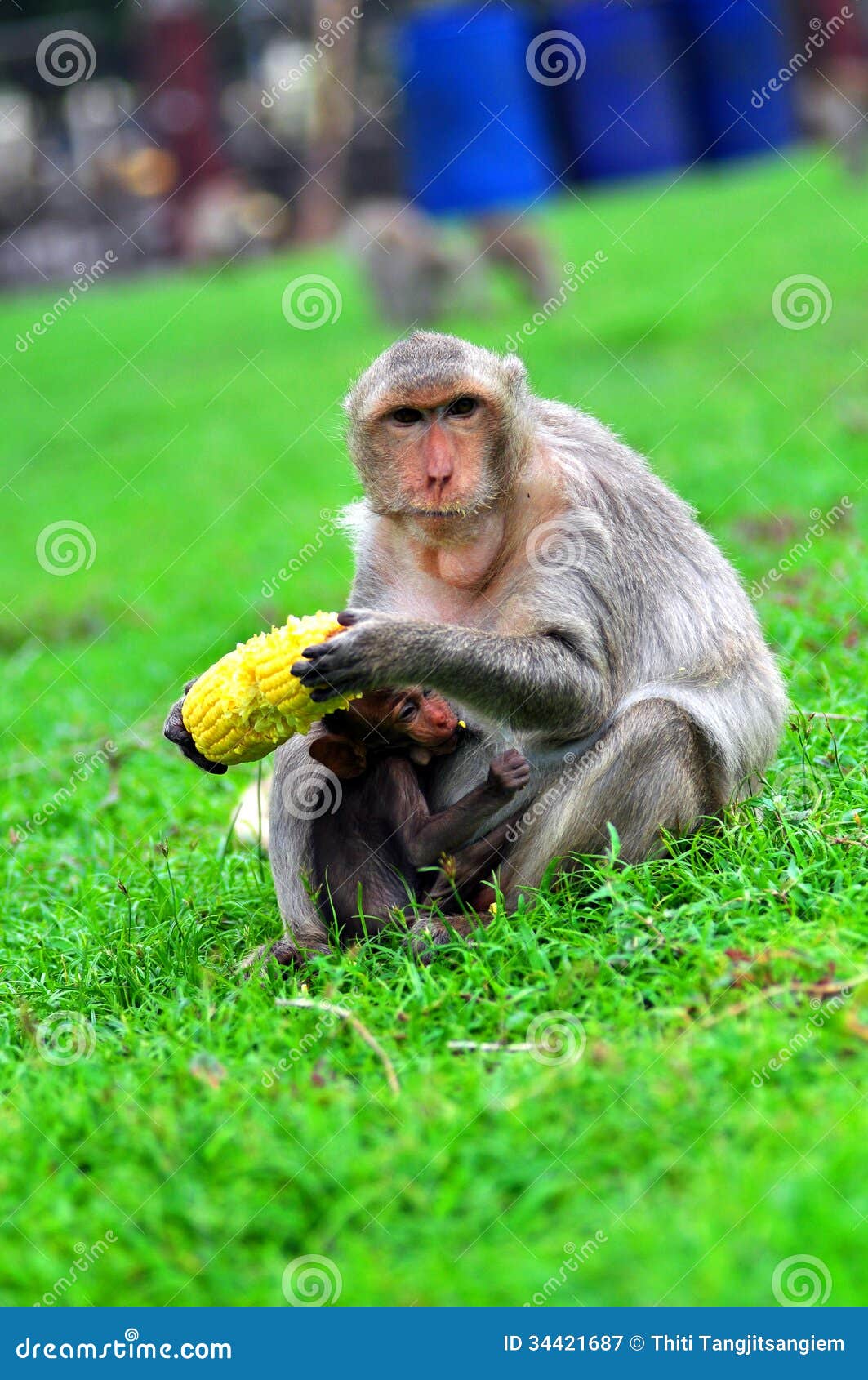 Closeup monkey stock image. Image of look, corn, grass - 34421687