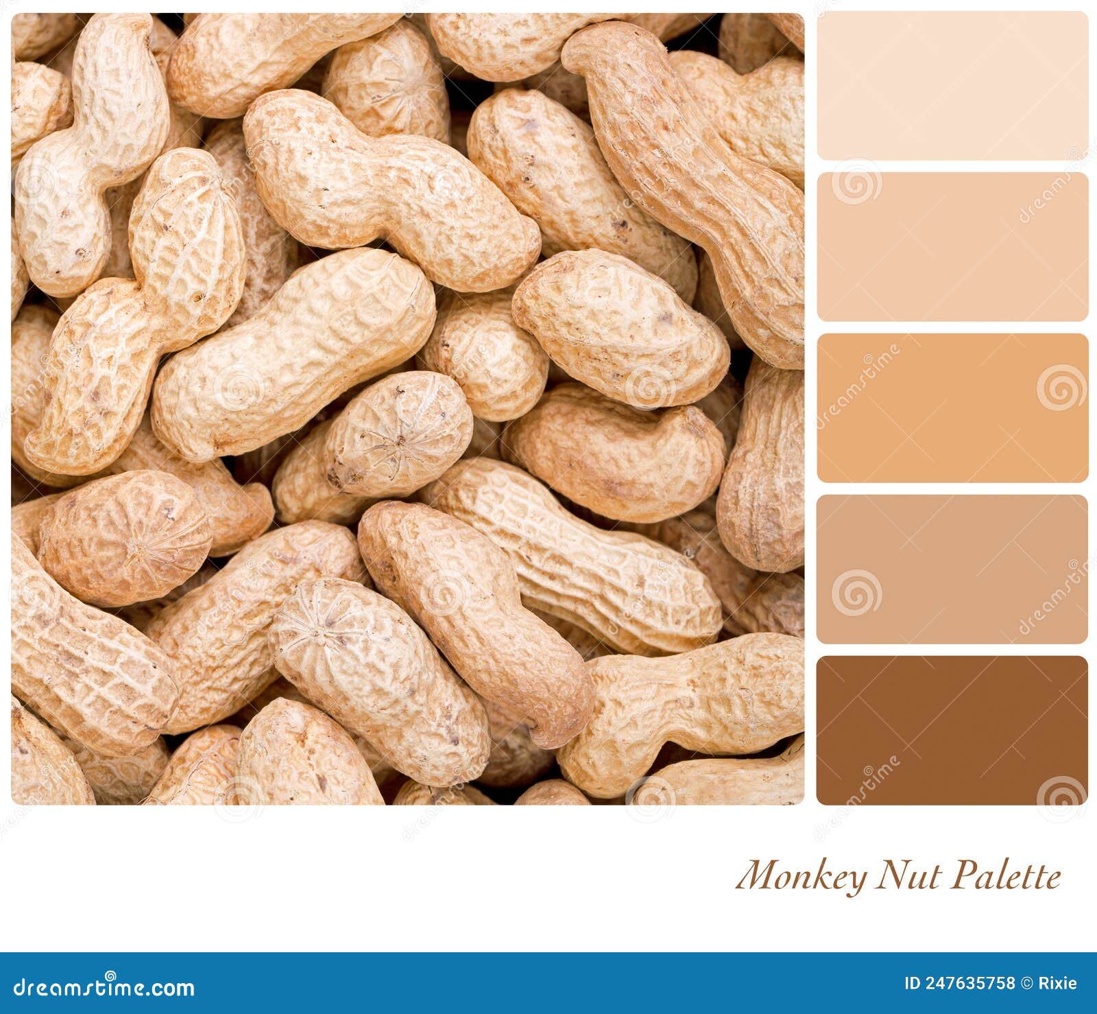 Monkey Nut Palette stock photo. Image of colour, complimentary - 247635758