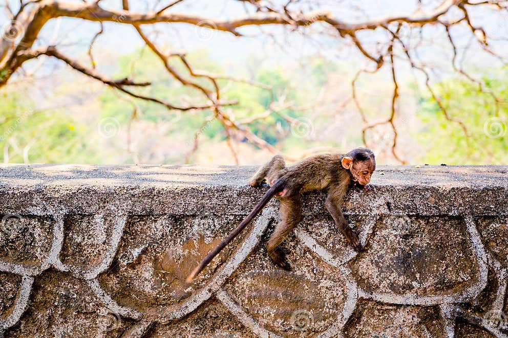 Closeup of a Monkey Perched on a Stone Wall Stock Image - Image of ...