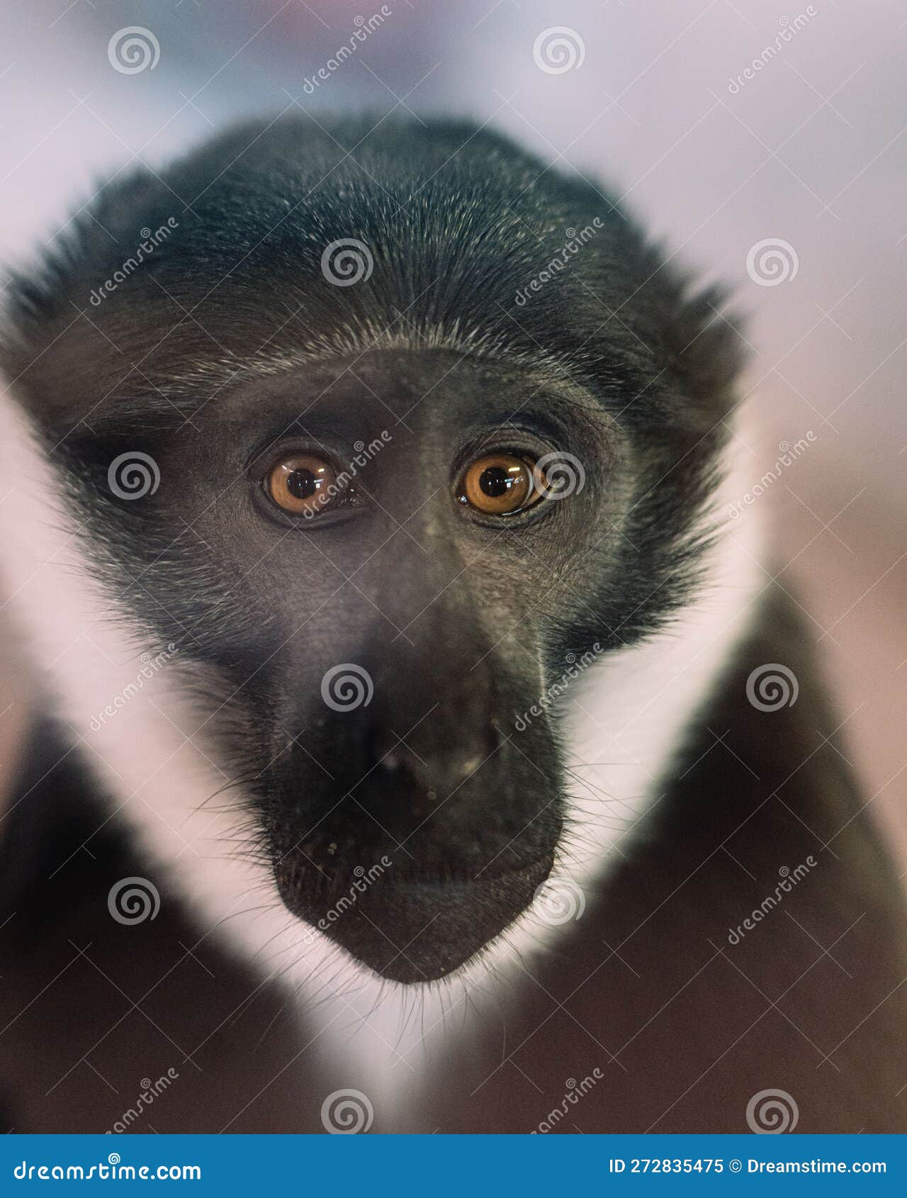 Closeup of a Monkey S Head Looking Out with a Thoughtful Expression ...