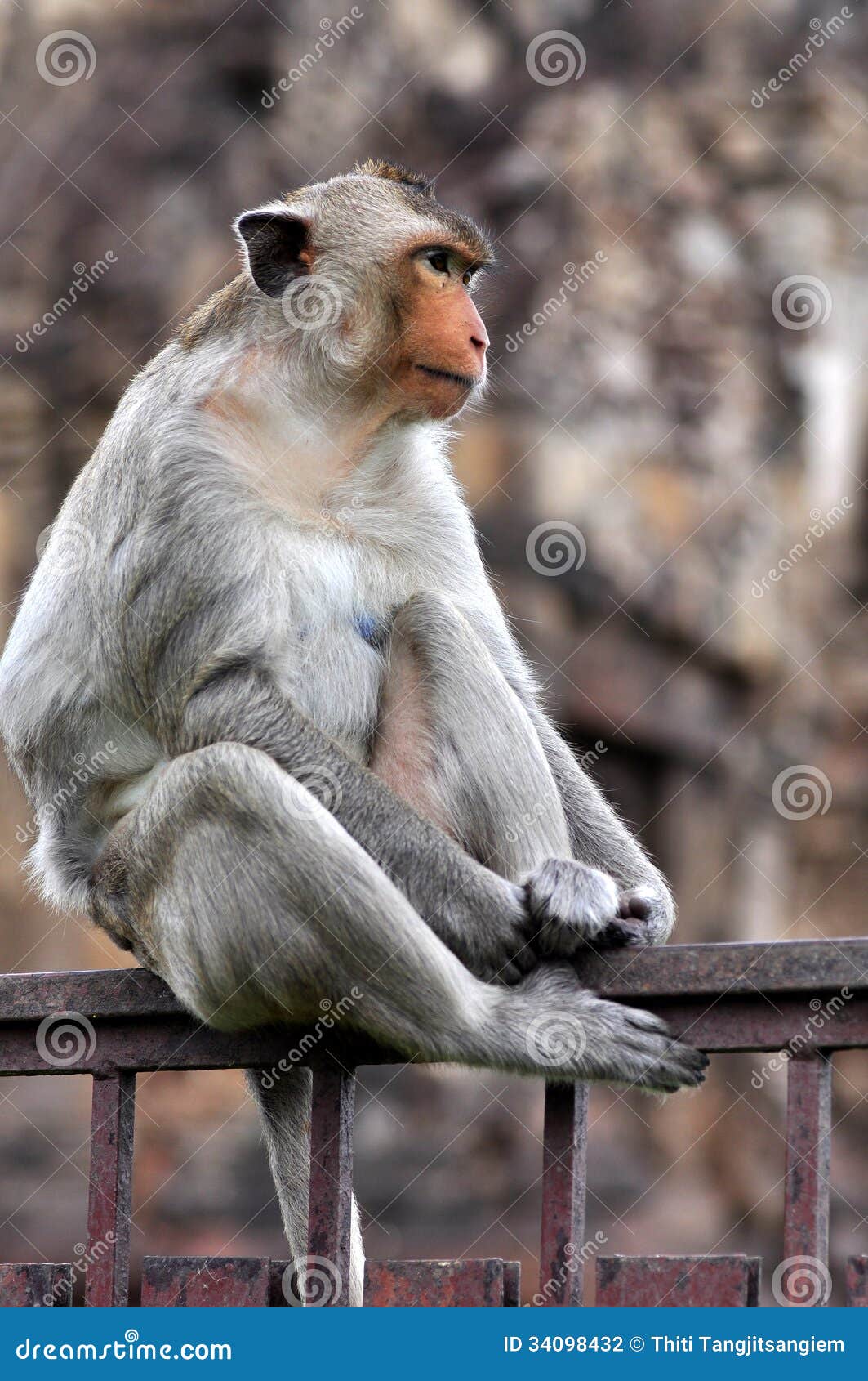 Closeup monkey stock photo. Image of alone, steel, mort - 34098432