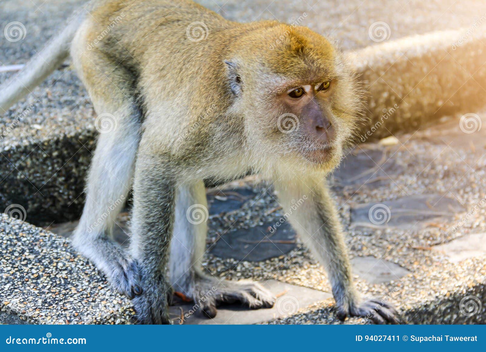 Closeup monkey walking stock image. Image of eating, jungle - 94027411