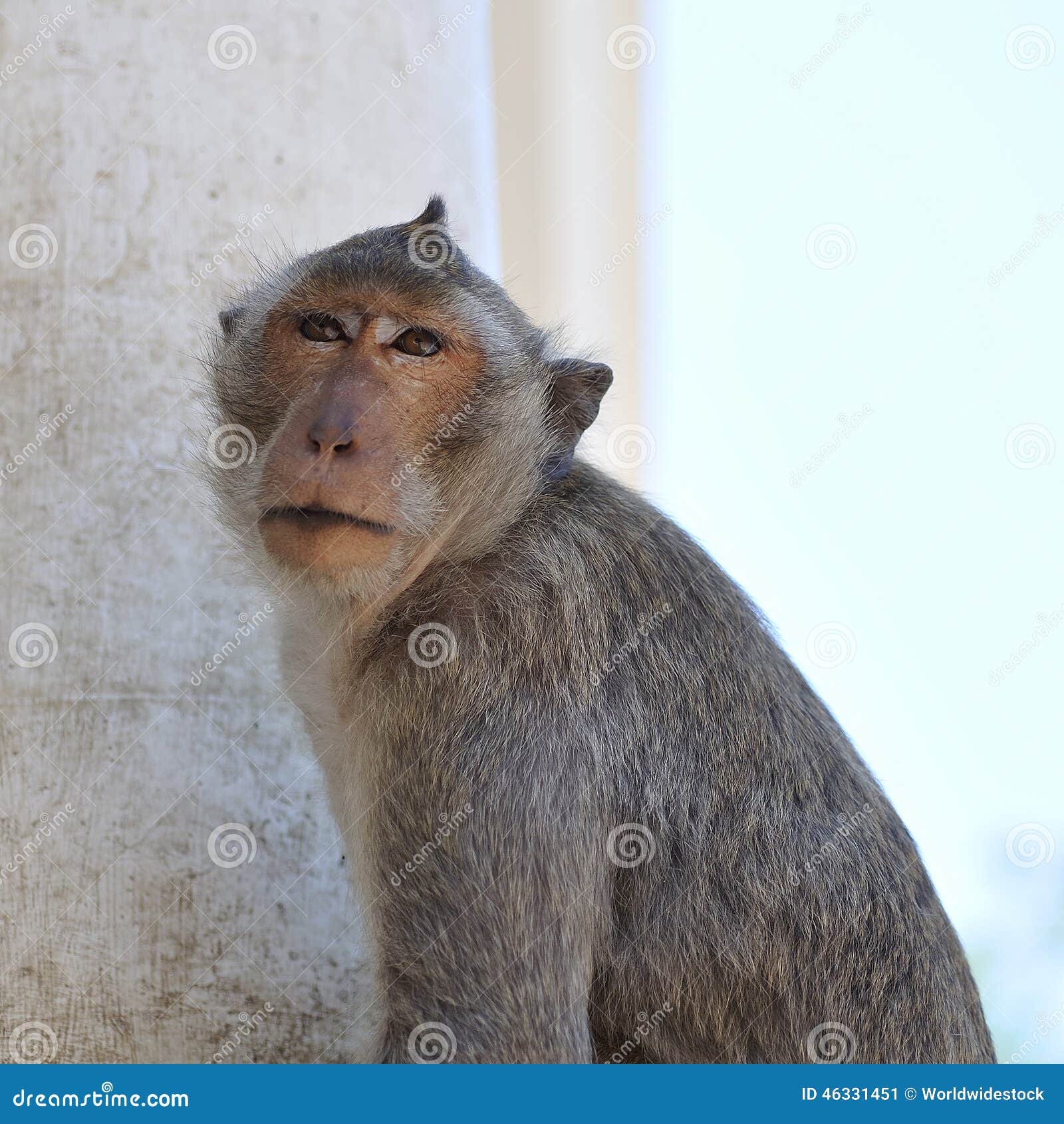 Closeup of Monkey stock image. Image of conservation - 46331451