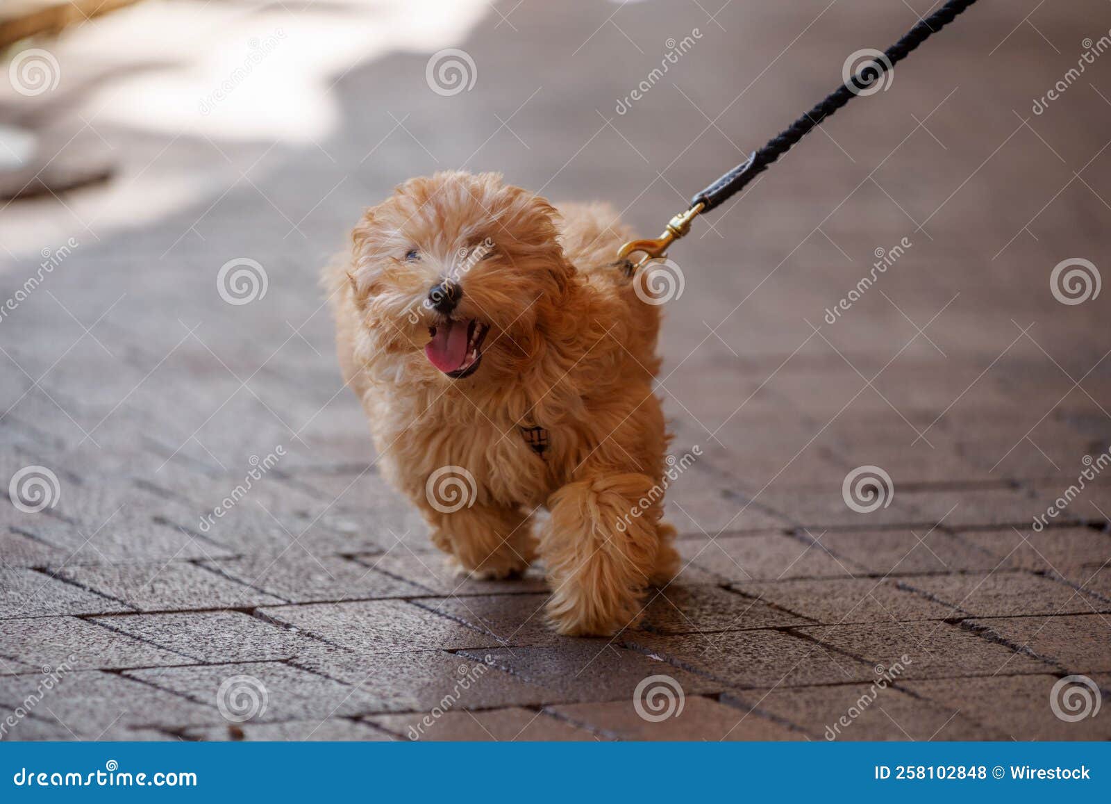 Closeup of a Moodle Dog Walking on a Street Stock Photo - Image of ...