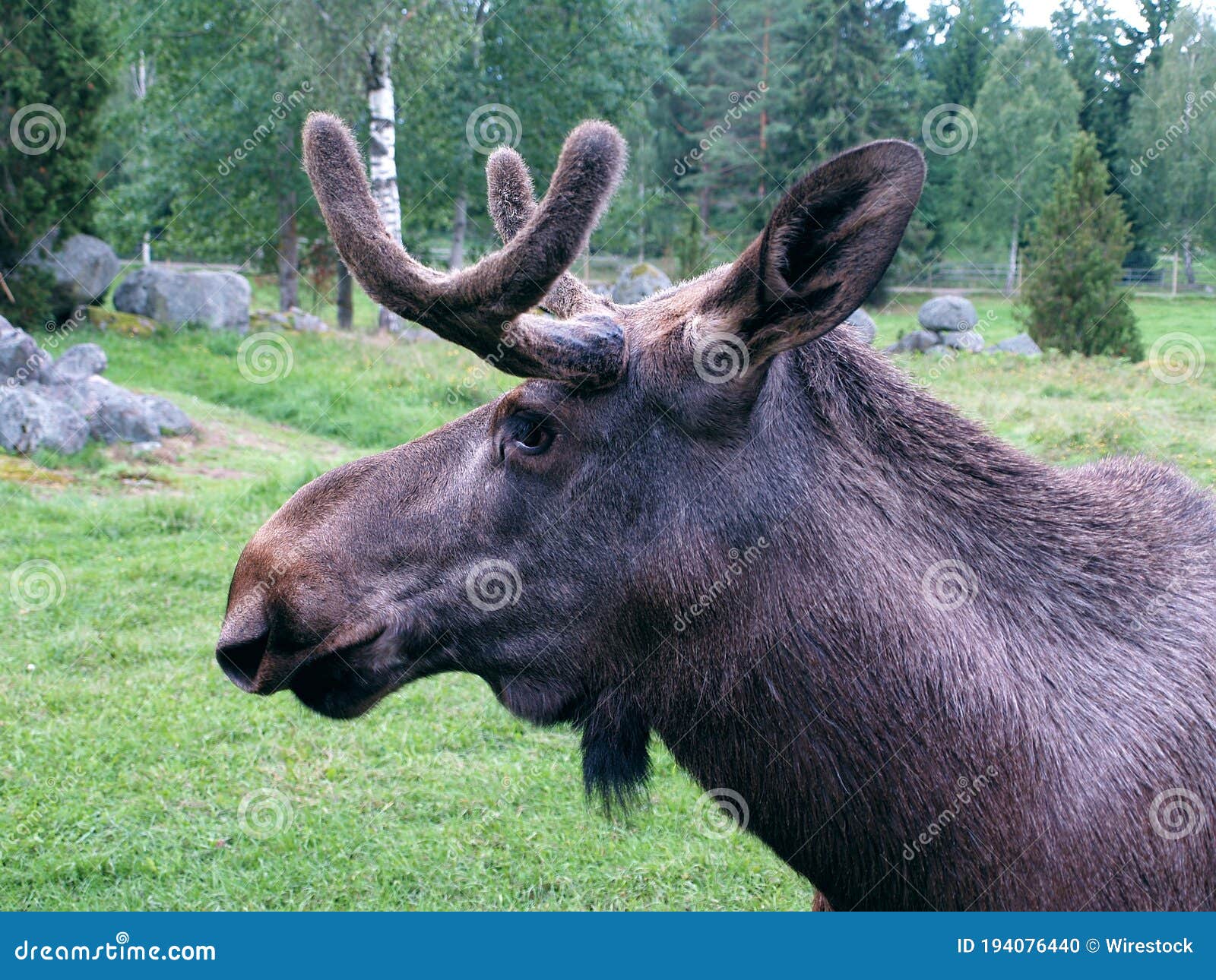 Closeup of a Moose Head in the Forest at Daytime Stock Photo - Image of ...