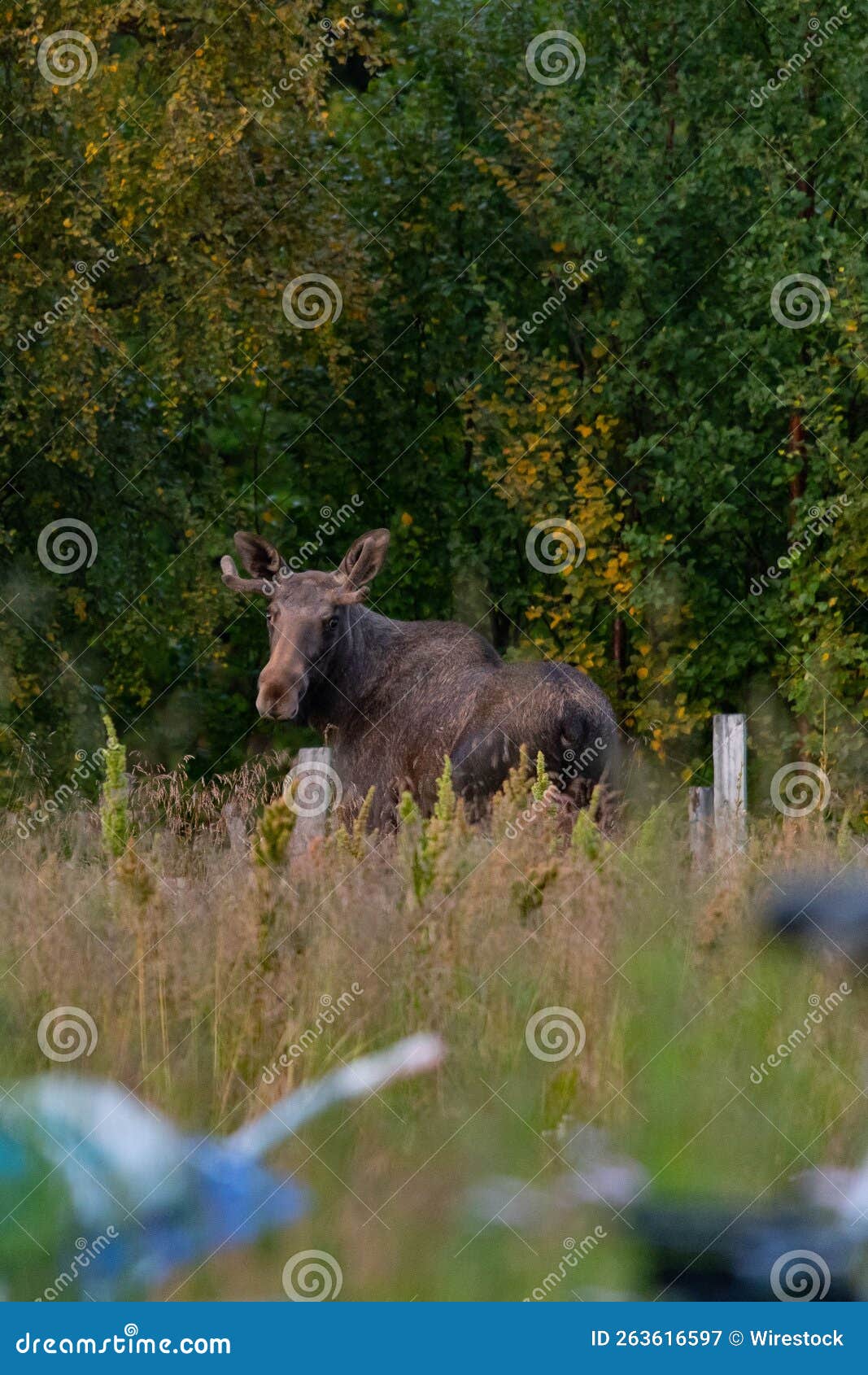 Closeup of Moose in the Middle of Field Stock Image - Image of trees ...