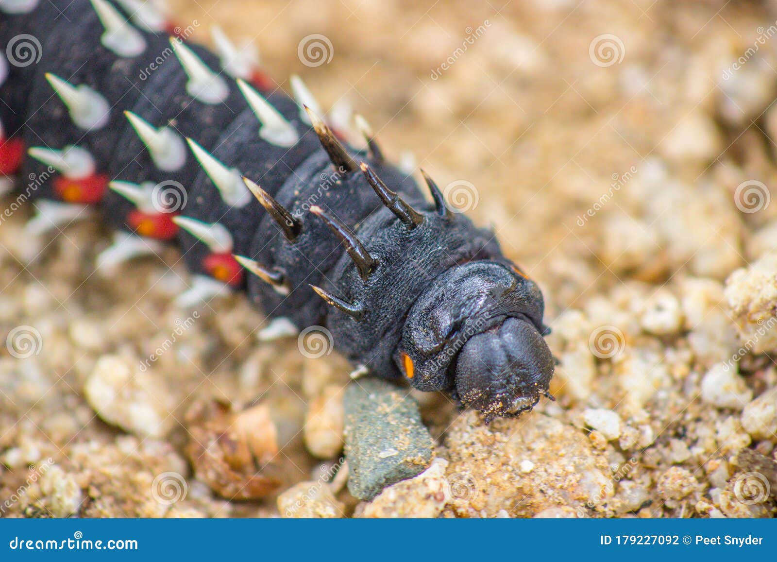 Closeup of a mopani worm stock photo. Image of flower - 179227092