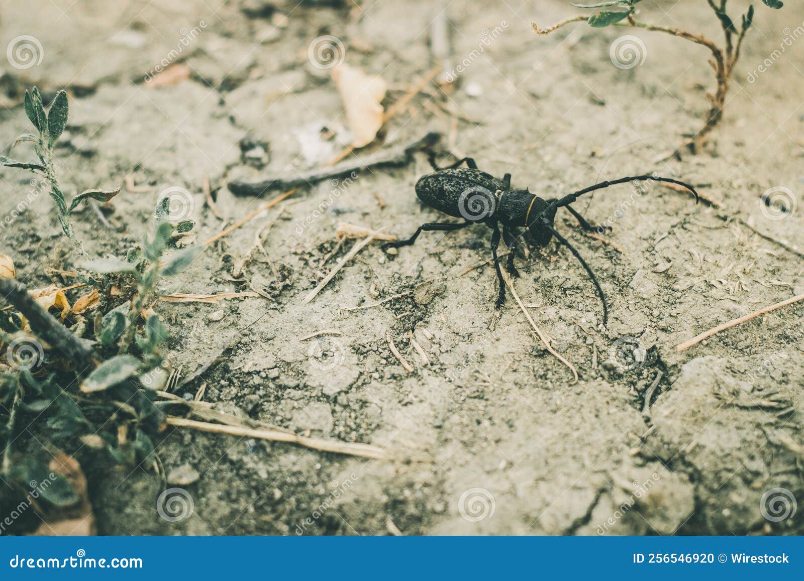 Closeup of a Morimus Asper on a Dry Ground Stock Photo - Image of ...