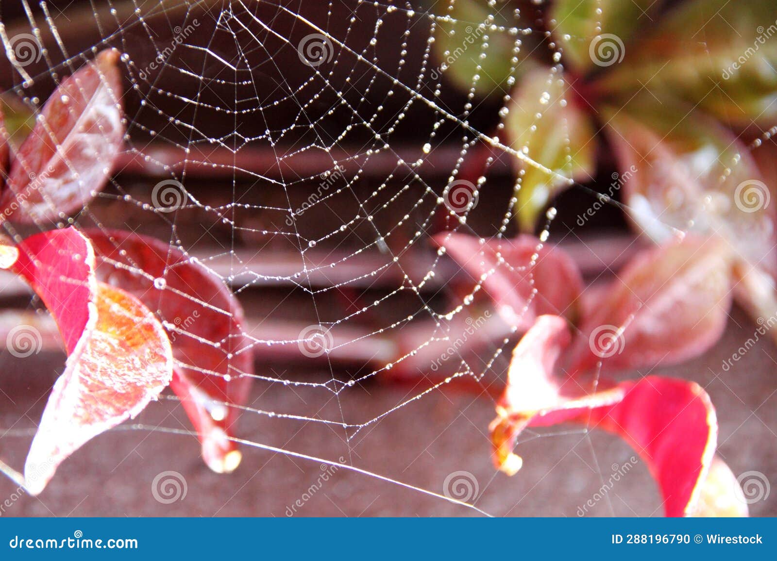 Closeup of Morning Dew on a Spider Web Stock Photo - Image of morning ...