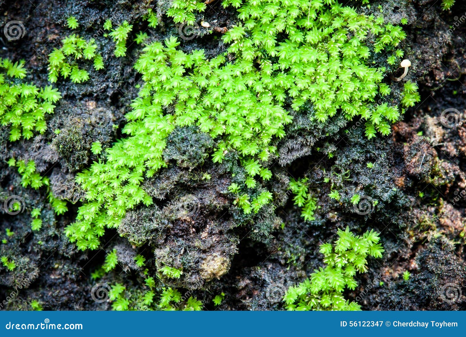 Closeup Mos on the Tree in the Forest,Thailand. Stock Image - Image of ...