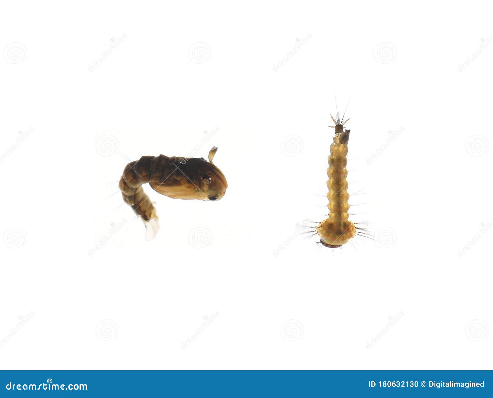 Closeup on Mosquito Pupa and Larva Isolated Stock Photo - Image of life ...
