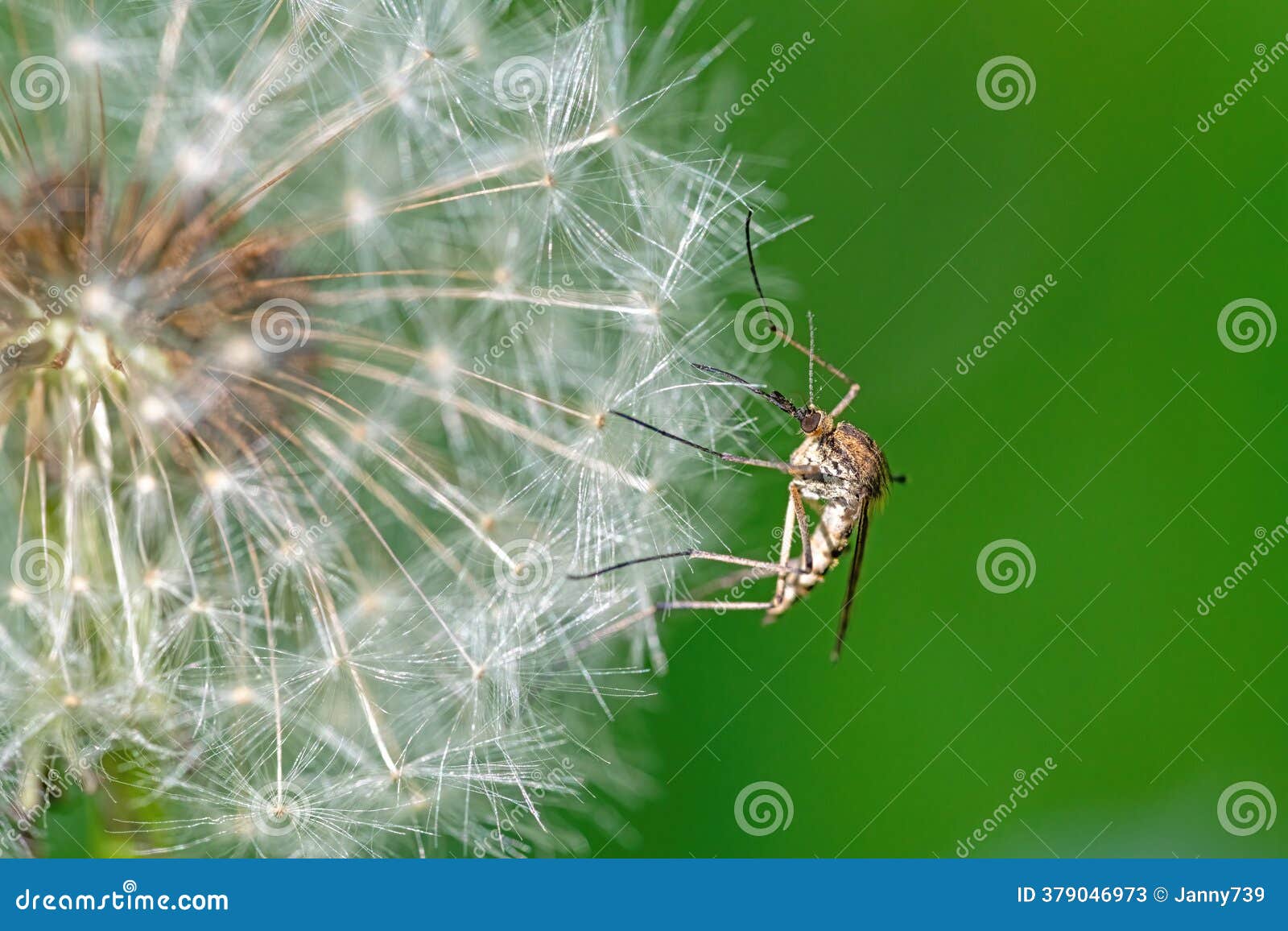 Mosquito Sitting On The Hand Of Child. Gnat Sucking Blood. Danger Of ...