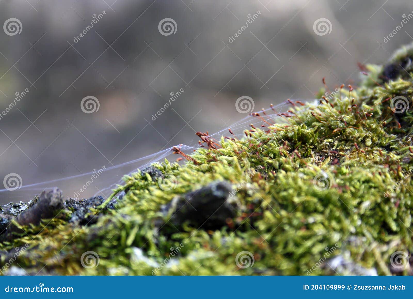 Closeup of Moss Covered with Spider Web Stock Image - Image of outside ...