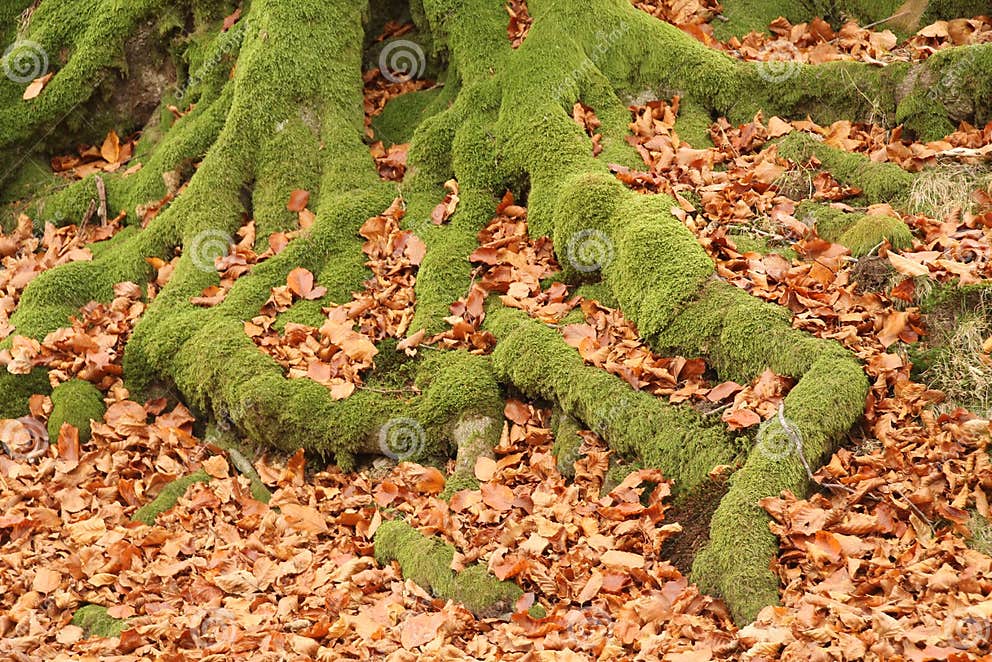 Closeup Of Moss Covered Tree Roots In A Forest Stock Image Image Of
