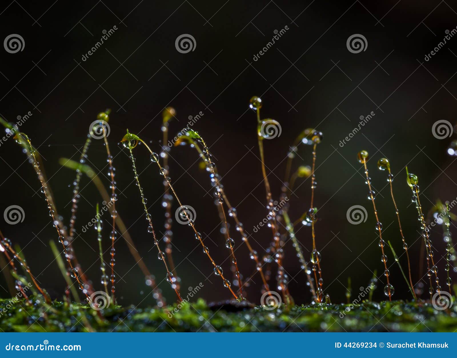 Closeup Moss with Dew Drops in the Forest Stock Photo - Image of ...