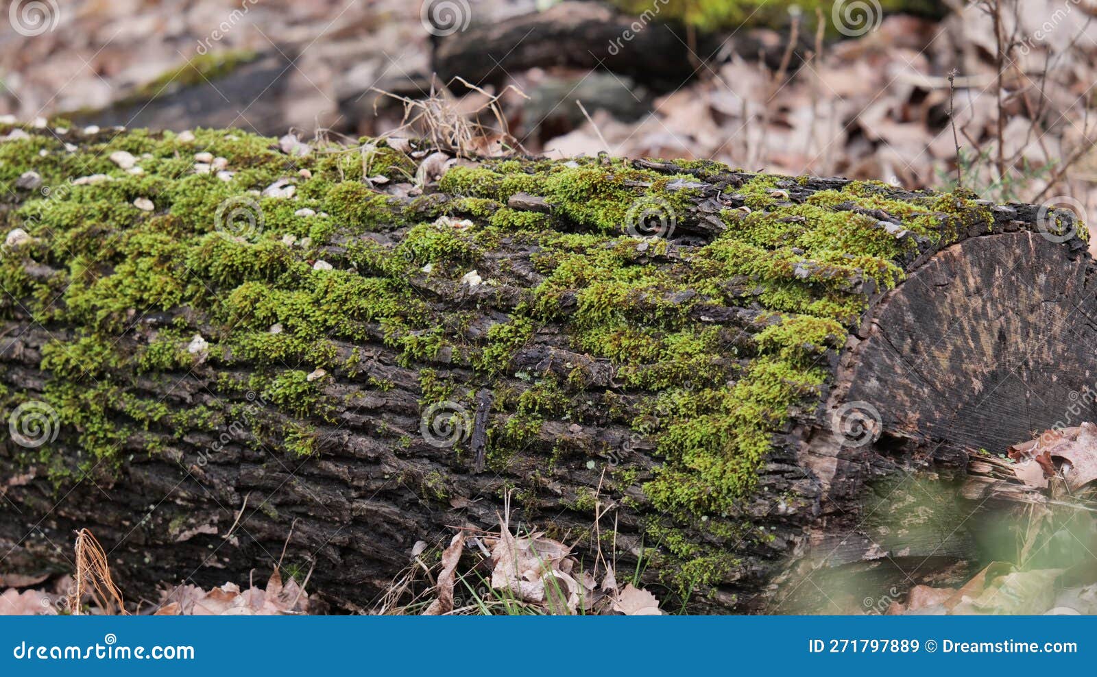 Closeup of Moss on Fallen Log Stock Image - Image of forrest, mushrooms ...