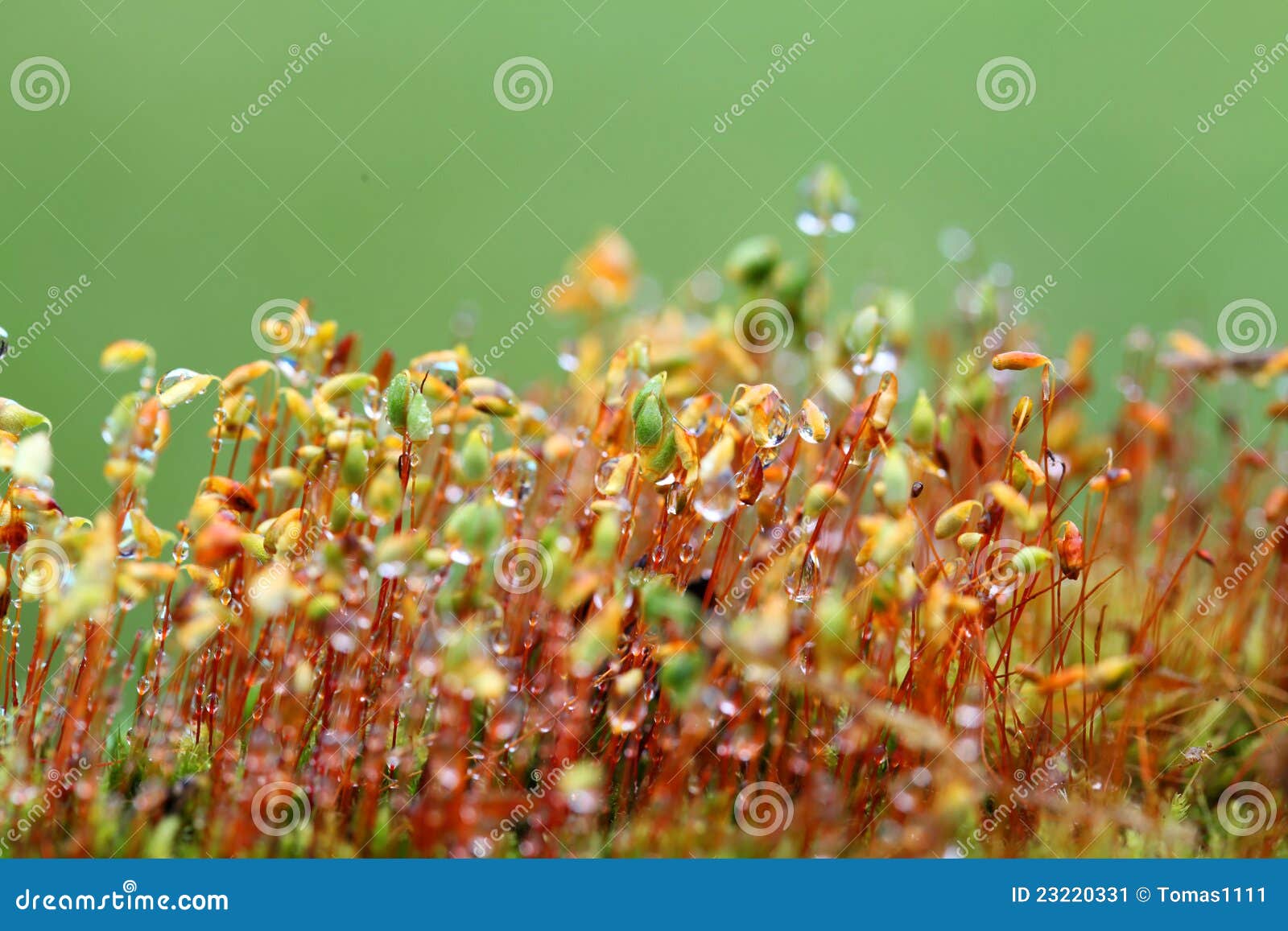 Closeup Moss in Forest after Rain Stock Image - Image of delicate ...