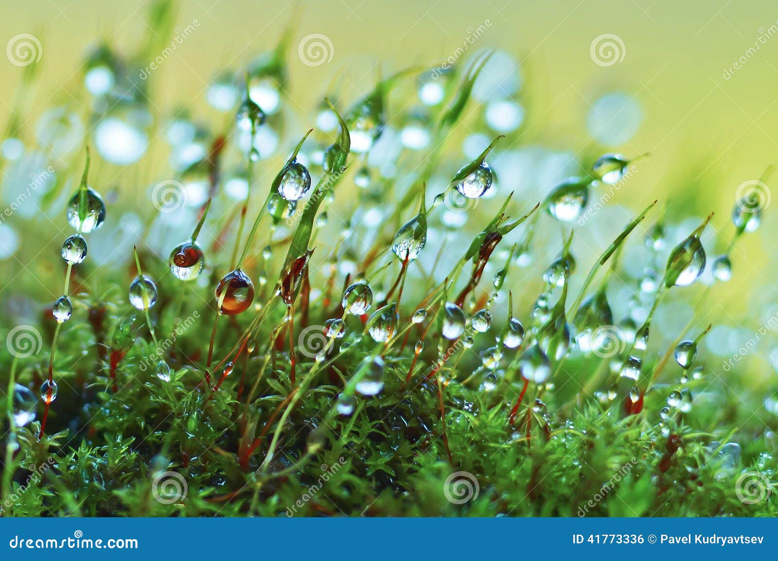 Closeup moss stock photo. Image of forest, droplet, shower - 41773336