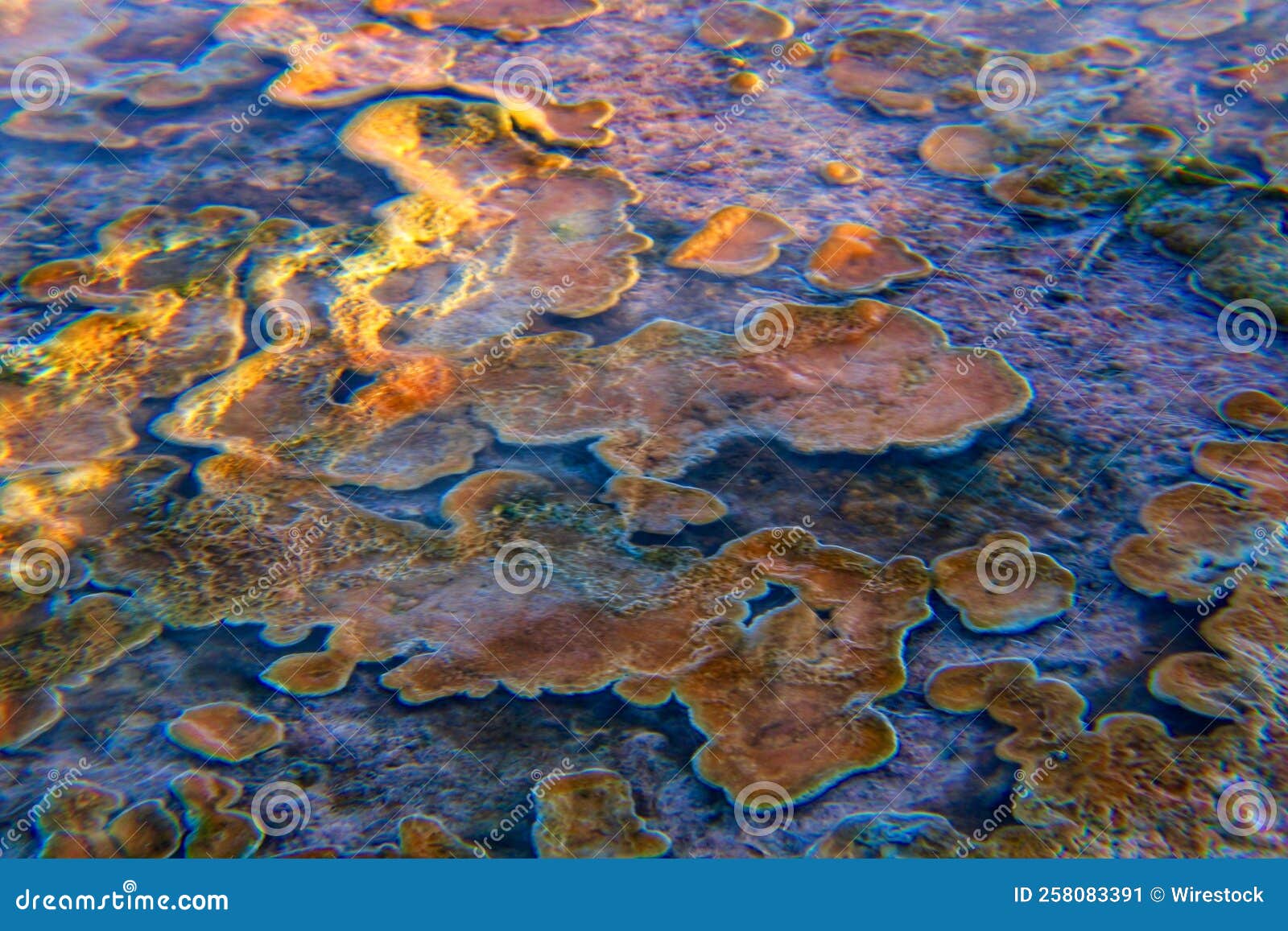 Closeup of Moss in a Hot Spring Stock Image - Image of spring, ecology ...