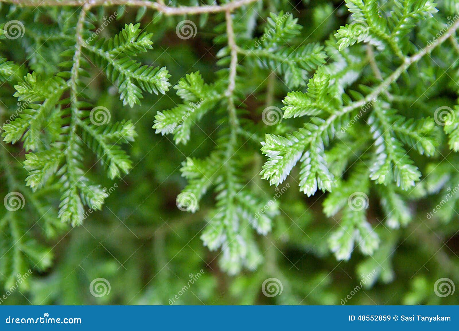 Closeup moss in nature stock image. Image of nature, moss - 48552859