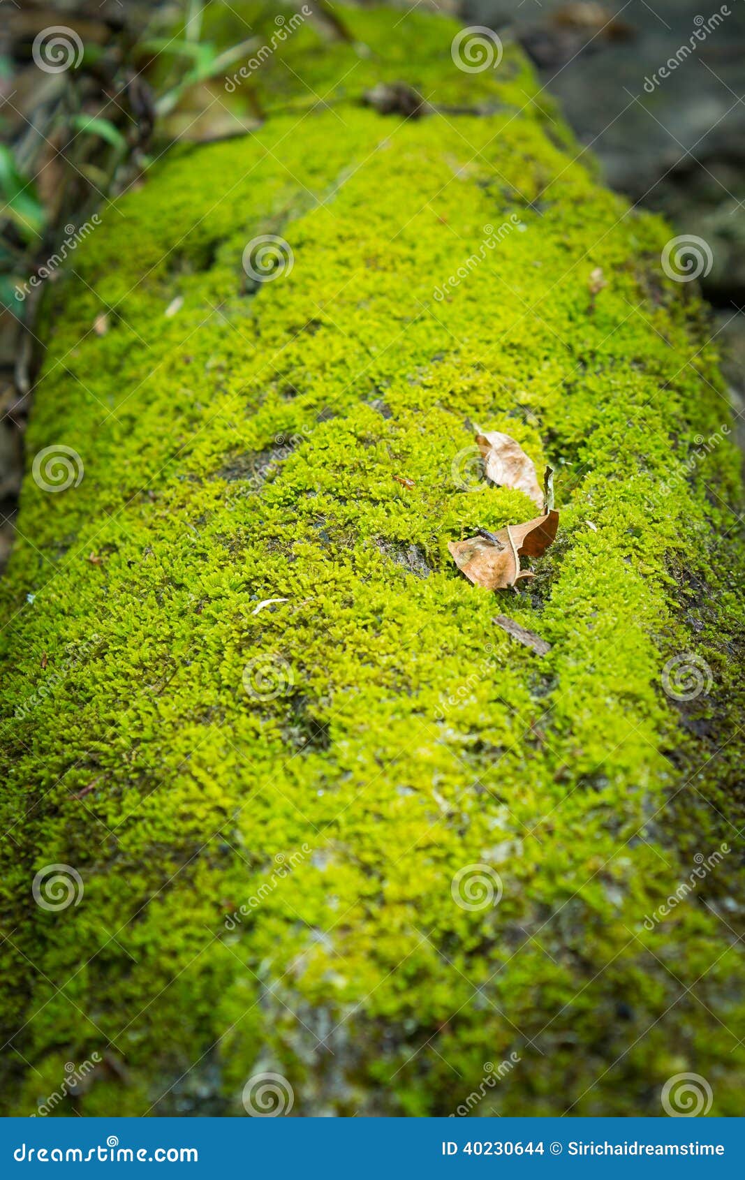 Closeup of Moss stock photo. Image of nature, macro, garden - 40230644
