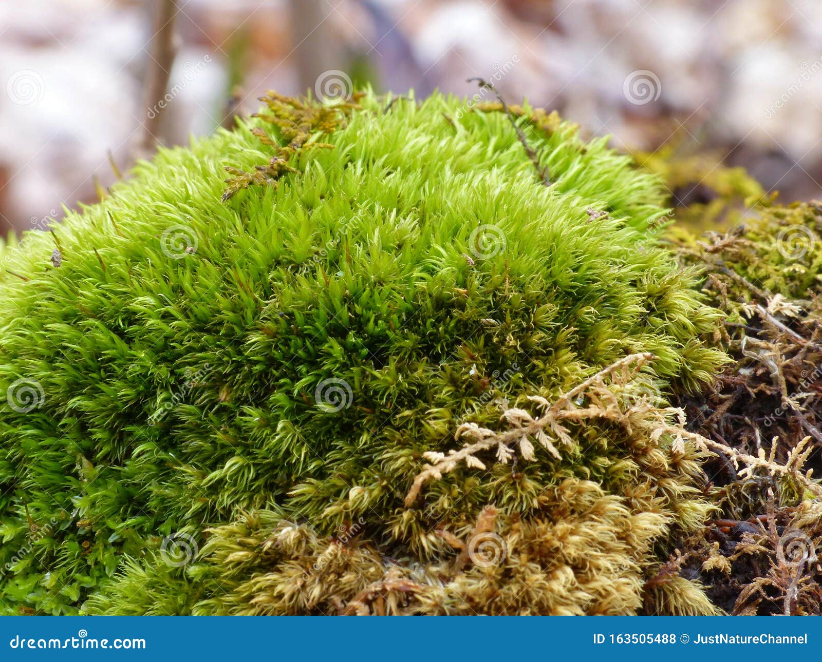 Moss in a Forest 2 stock photo. Image of details, macro - 163505488