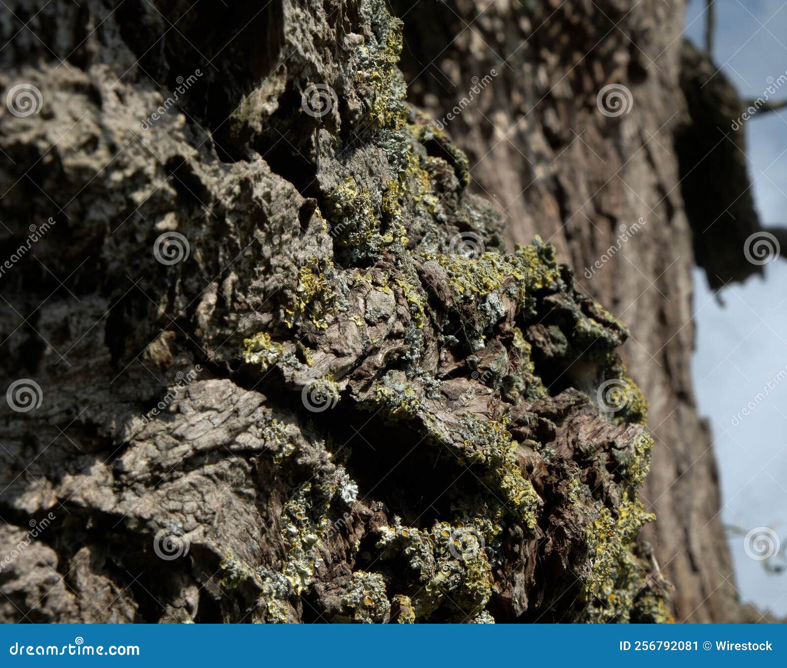 Closeup of a Moss on Tree Bark Stock Image - Image of trunk, moss ...