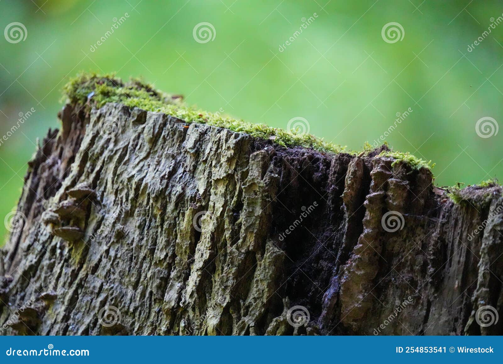 Closeup of a Mossy Tree Stump in Daylight Stock Image - Image of focus ...