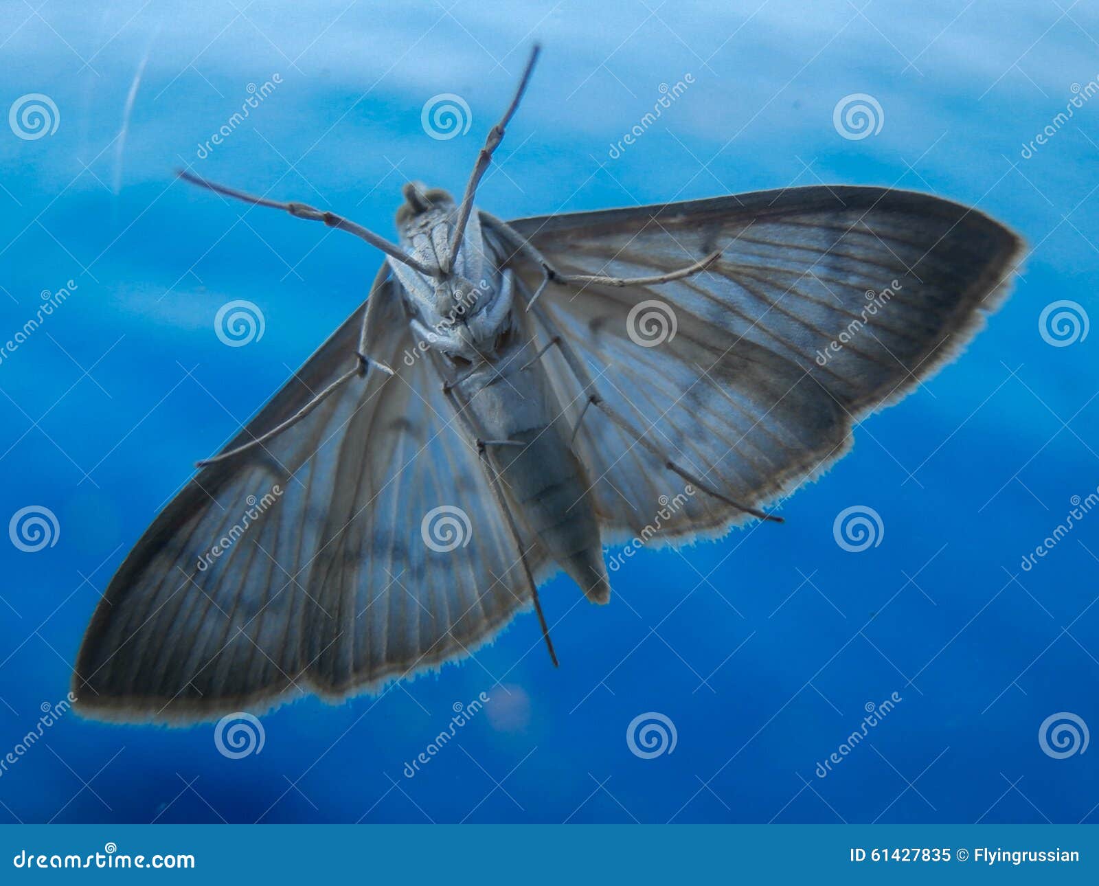 Closeup of Moth on Window at Sea Stock Image - Image of moth, colorful ...