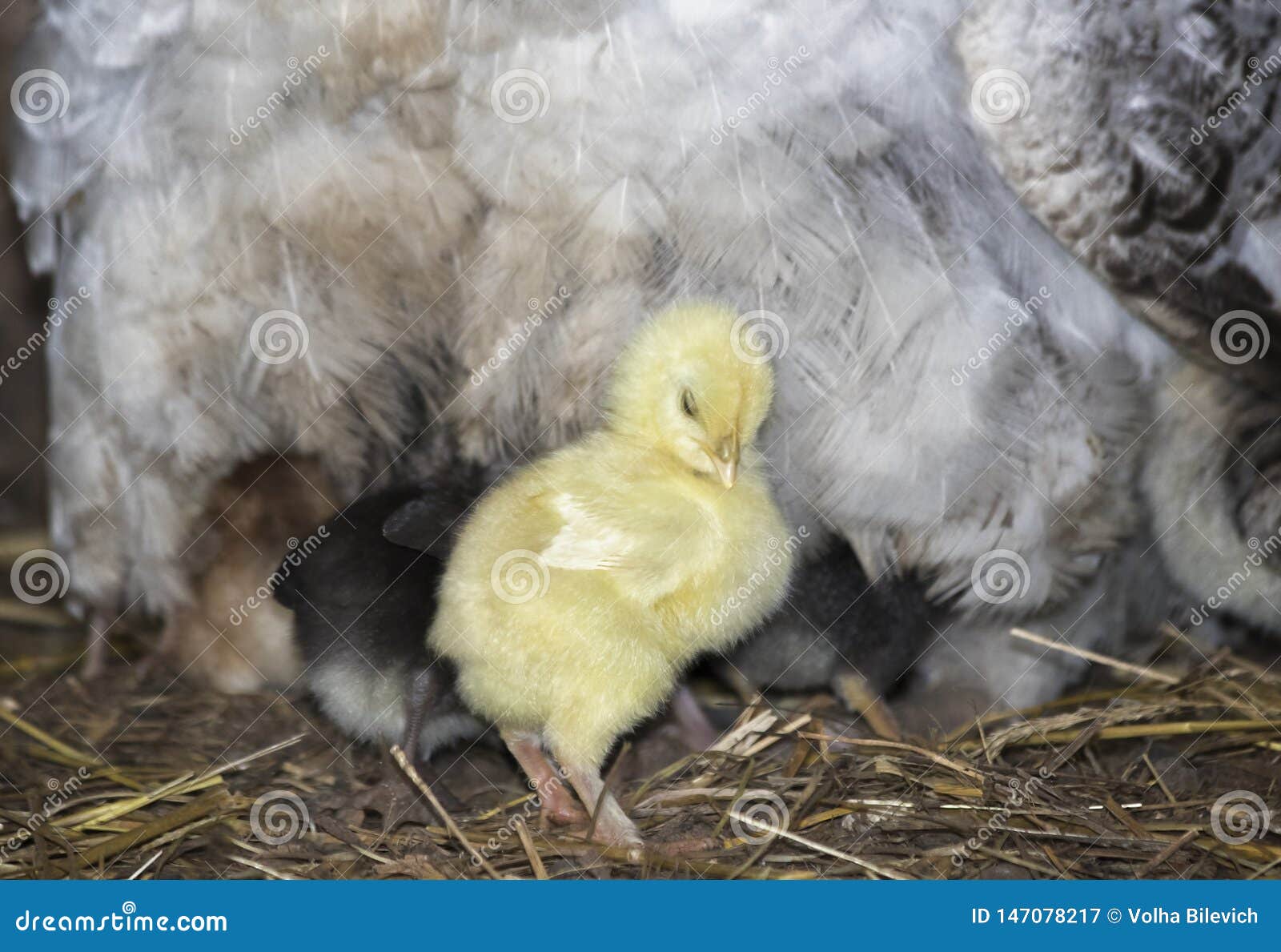Mother Hen Chicken With Cute Tiny Baby Chicks All Protected Beneath Her ...